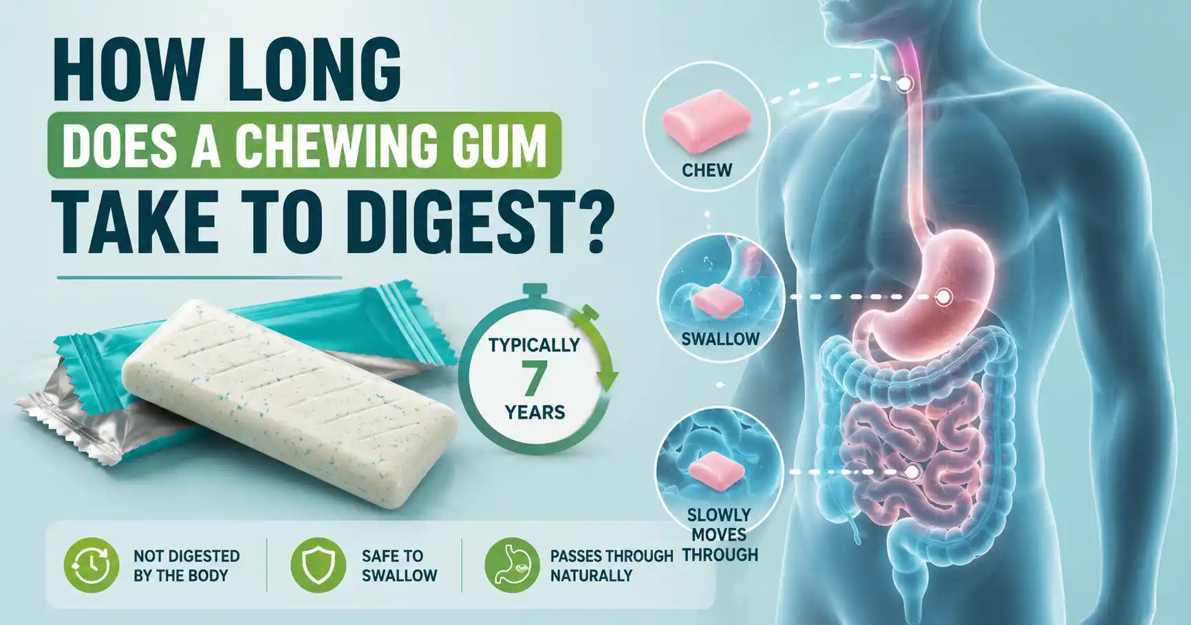 How Long Does A Chewing Gum Take To Digest? What To Know